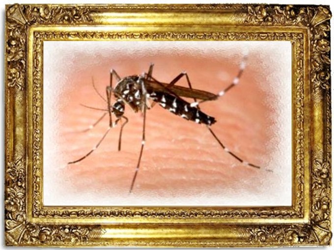 The Good Mosquito - Mitch TeemleyMitch Teemley