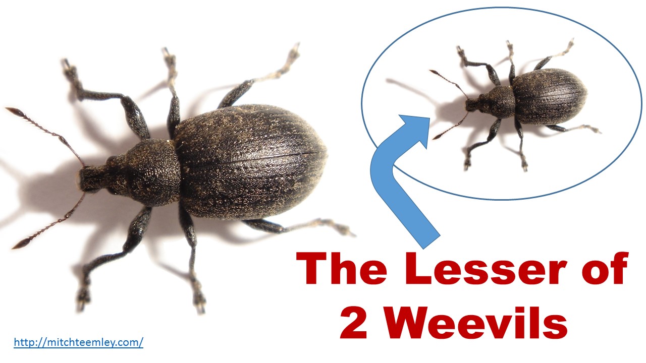Two Weevils | Mitch Teemley