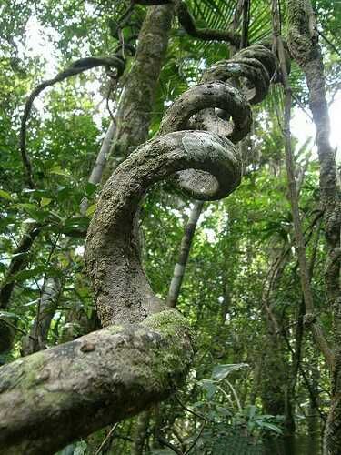 The Lives of Trees - Mitch Teemley