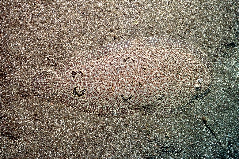 Stone-Flounder | Mitch Teemley