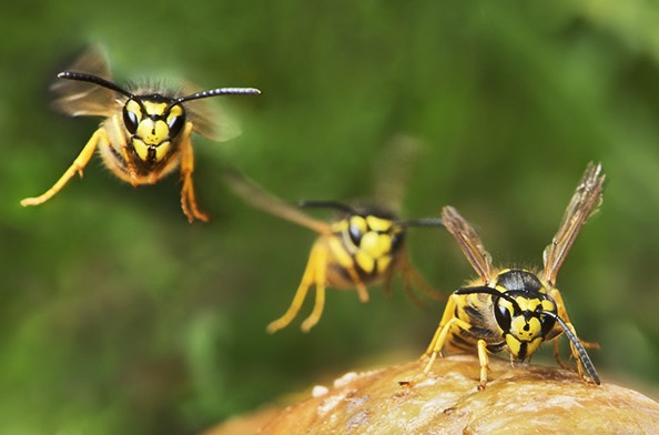 I Was Attacked by Yellow Jackets! - Mitch TeemleyMitch Teemley